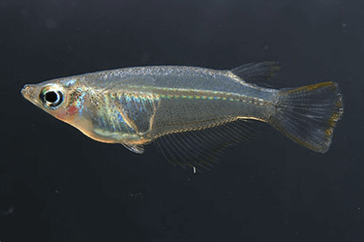 世界の代表的なメダカ15選 | めだかやベース