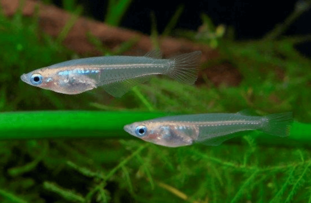 世界の代表的なメダカ15選 | めだかやベース